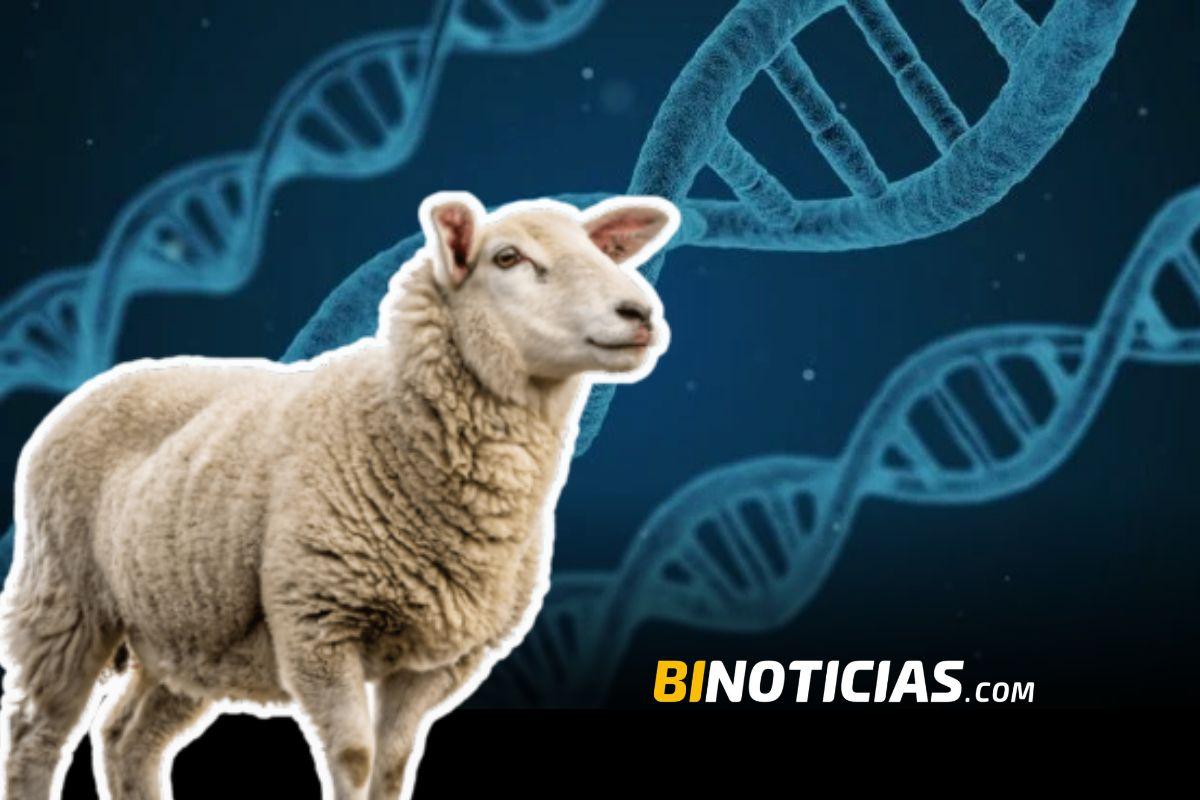 México Presenta Su Primer Borrego Clonado El Inicio De La Zoogenética
